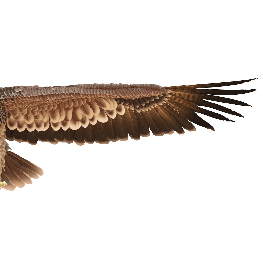 3d imperial eagle model