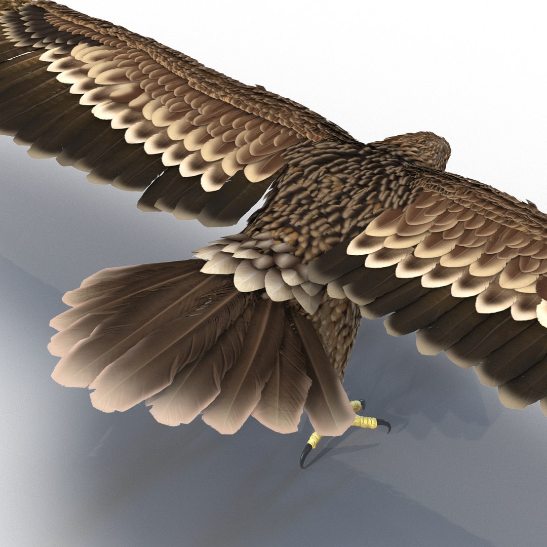 3d imperial eagle model