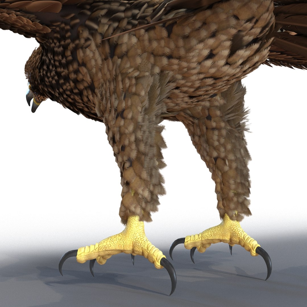 3d imperial eagle model