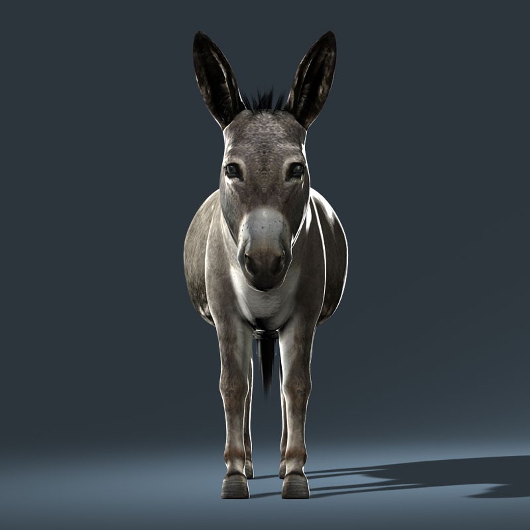 3d Realistic Donkey