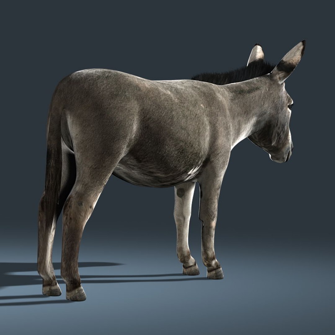 3d Realistic Donkey