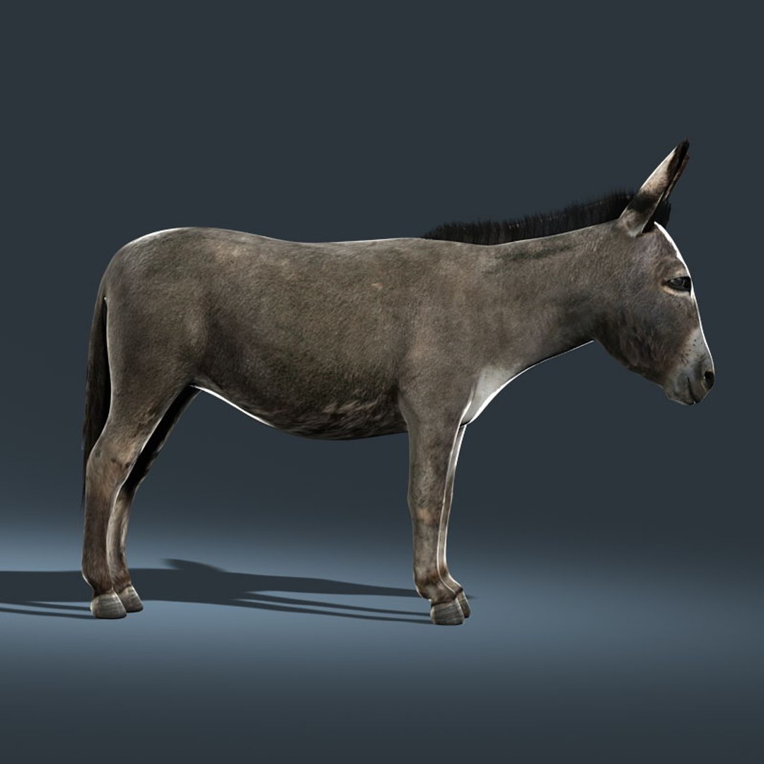 3d Realistic Donkey