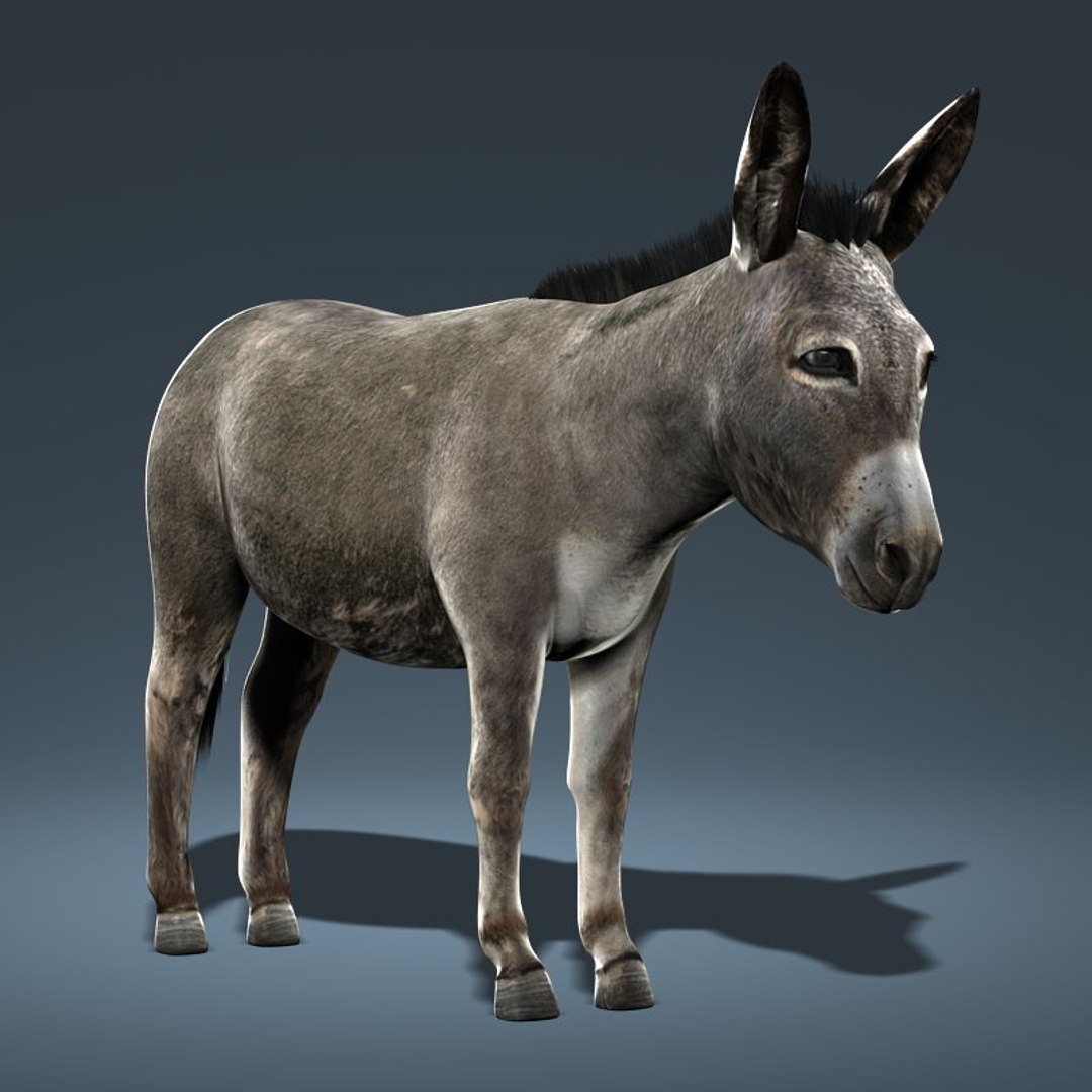 3d Realistic Donkey