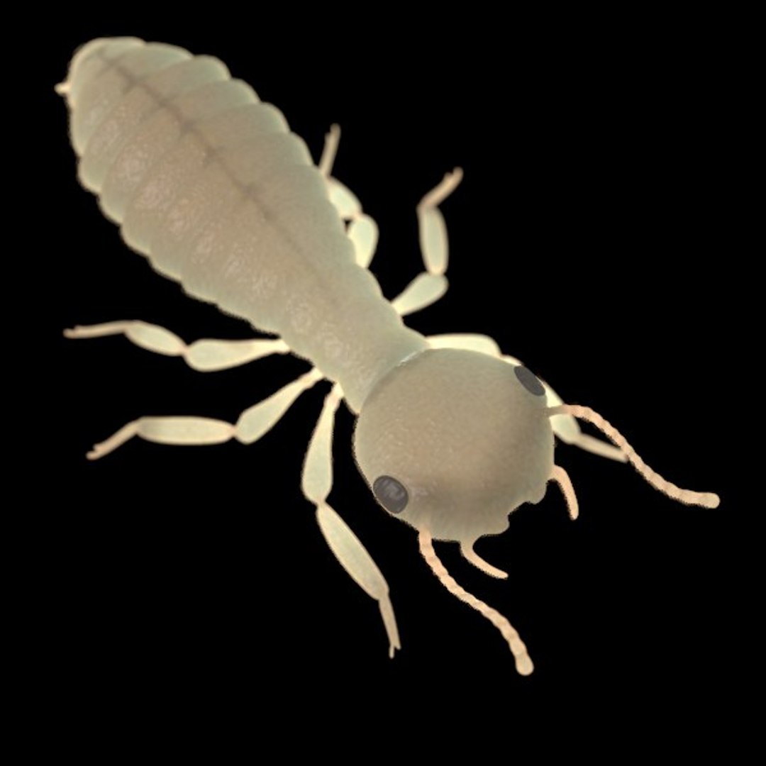 Termite Larva 3d Model