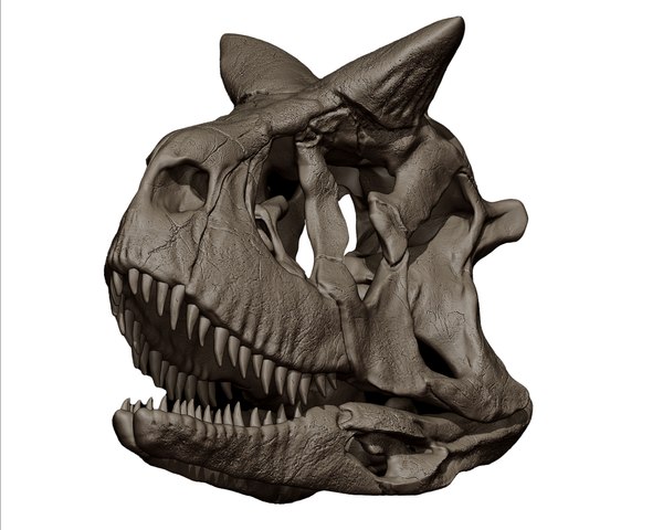 Cranio Di Carnotauro Carnotaurus Wikipedia