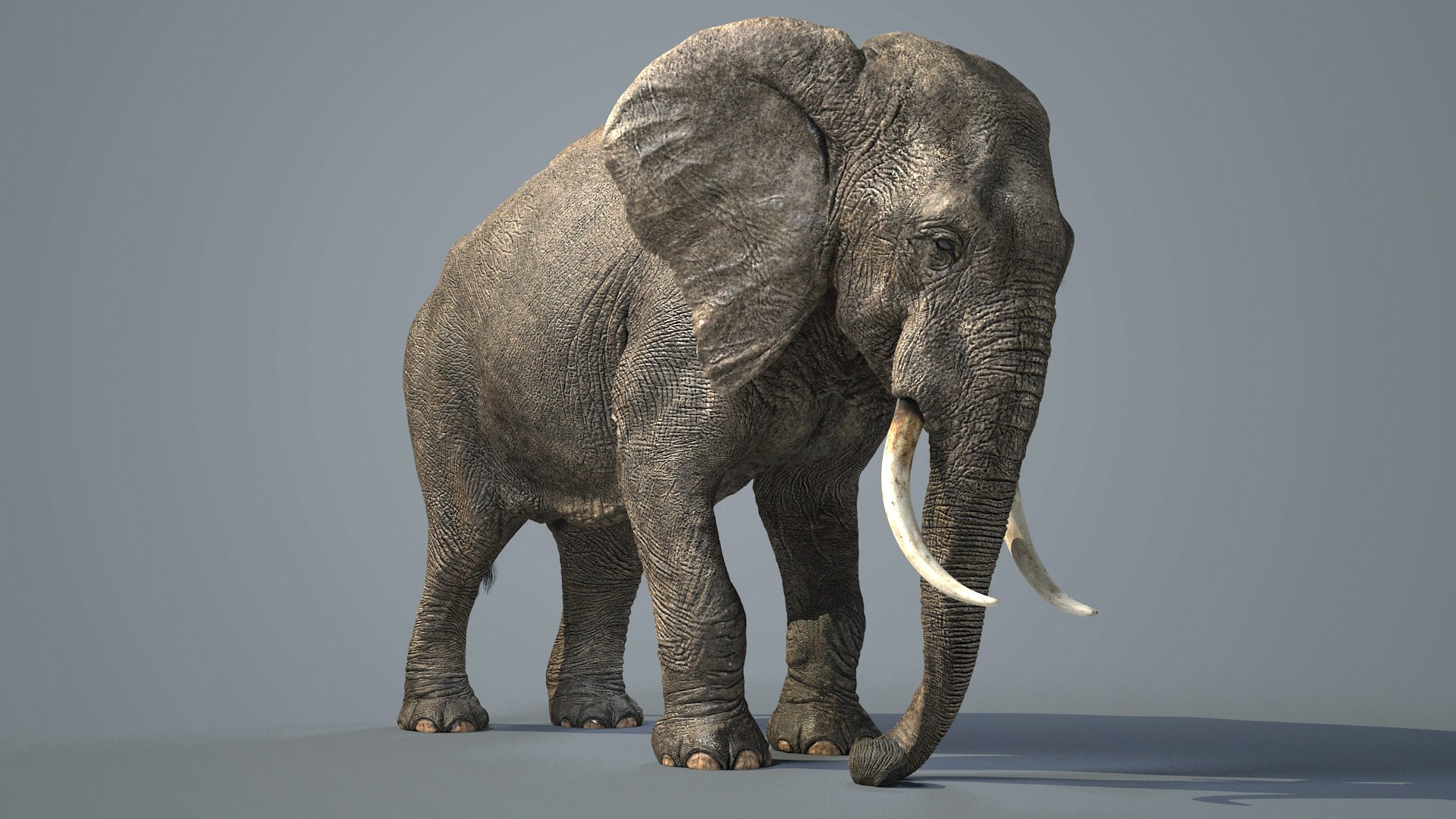 3D Model Photorealistic Elephant Animations - TurboSquid 1385045
