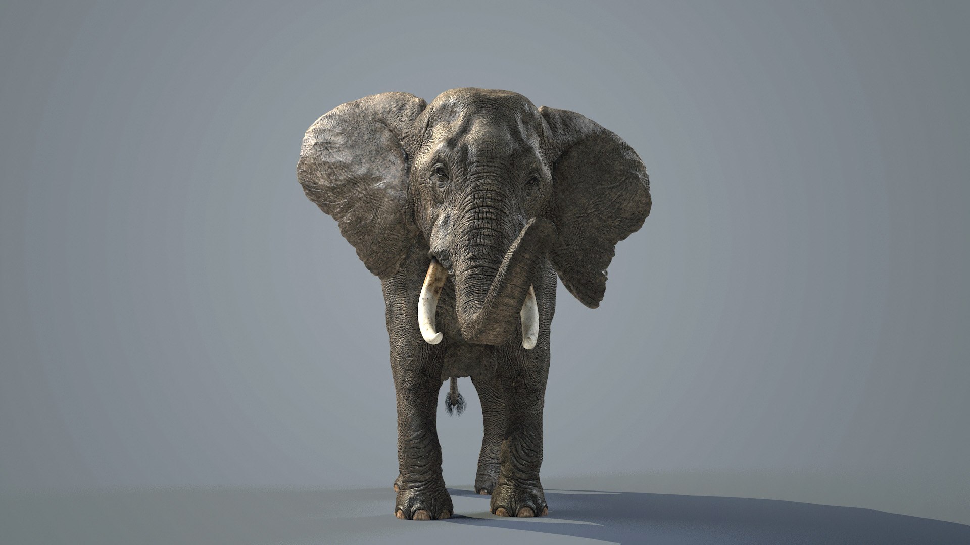 3D Model Photorealistic Elephant Animations - TurboSquid 1385045