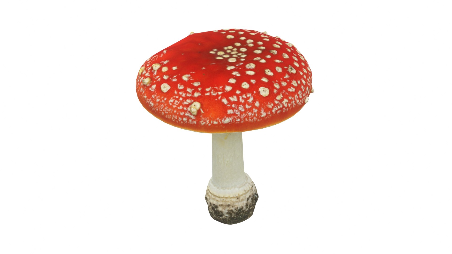 Toadstool Set 3D Model - TurboSquid 1805680