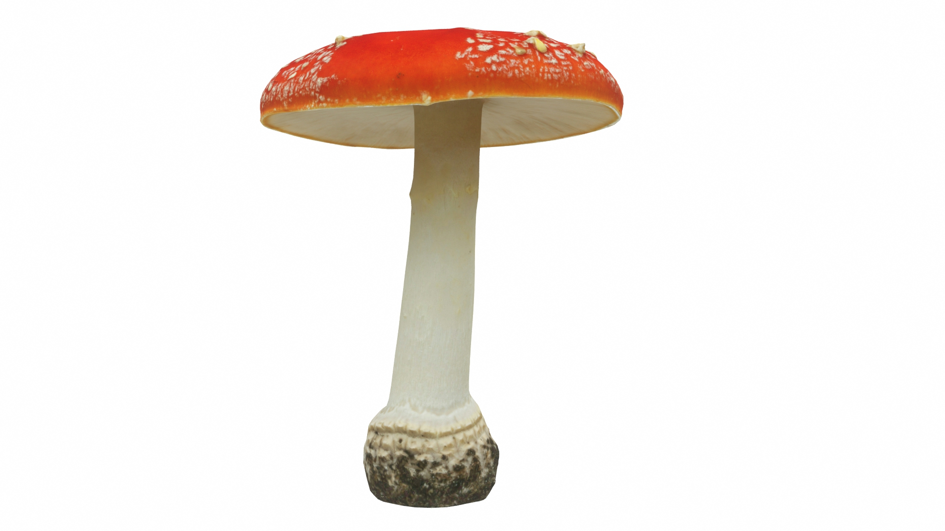 Toadstool Set 3D Model - TurboSquid 1805680