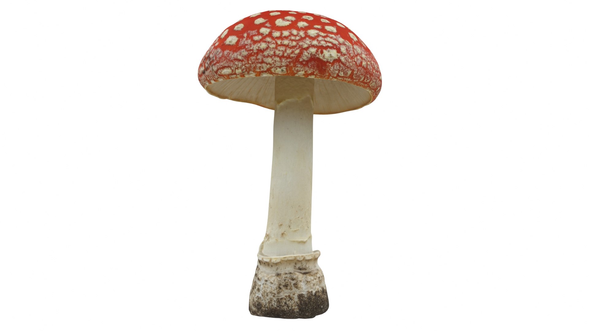 Toadstool Set 3D Model - TurboSquid 1805680