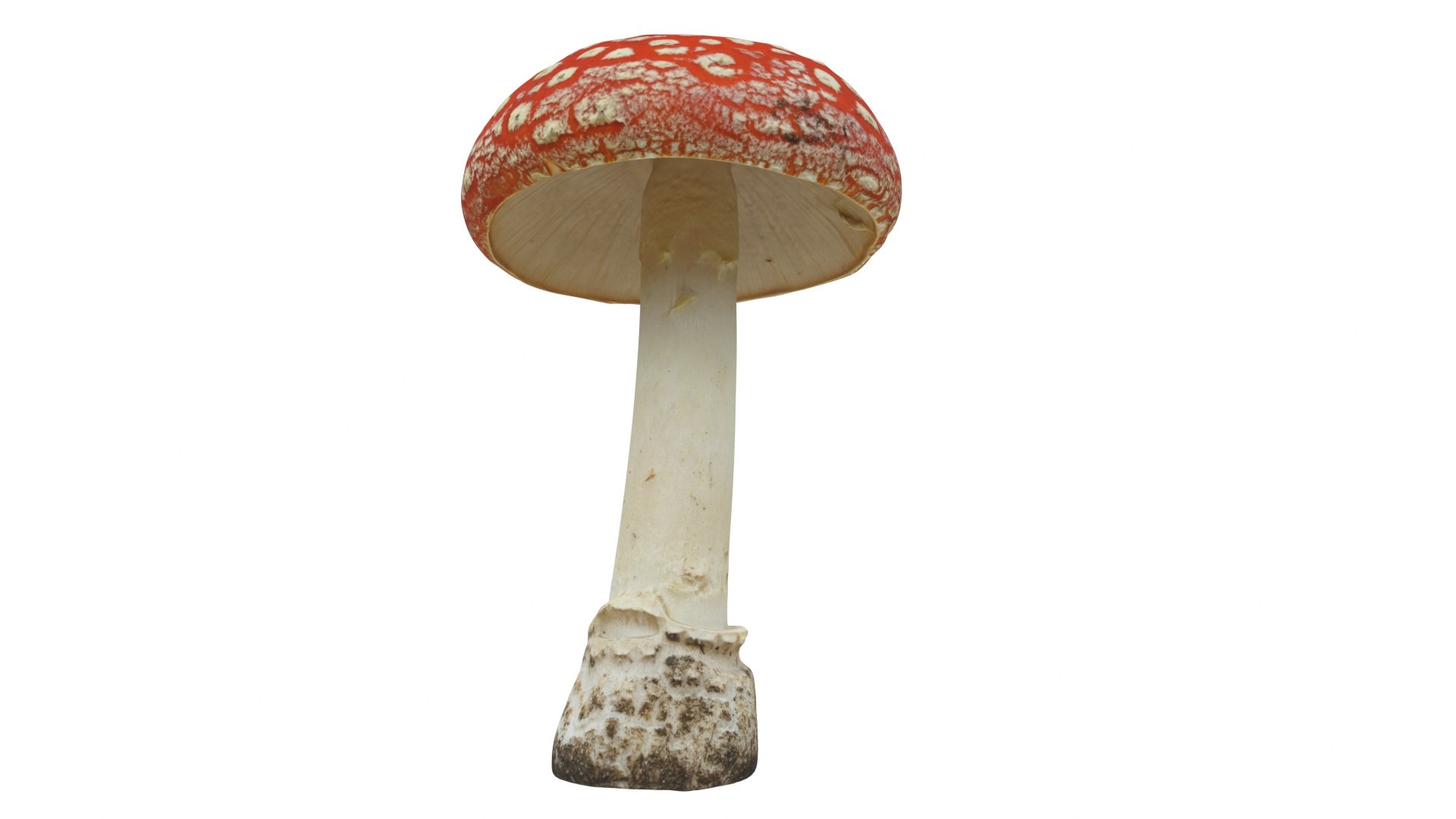 Toadstool Set 3D Model - TurboSquid 1805680