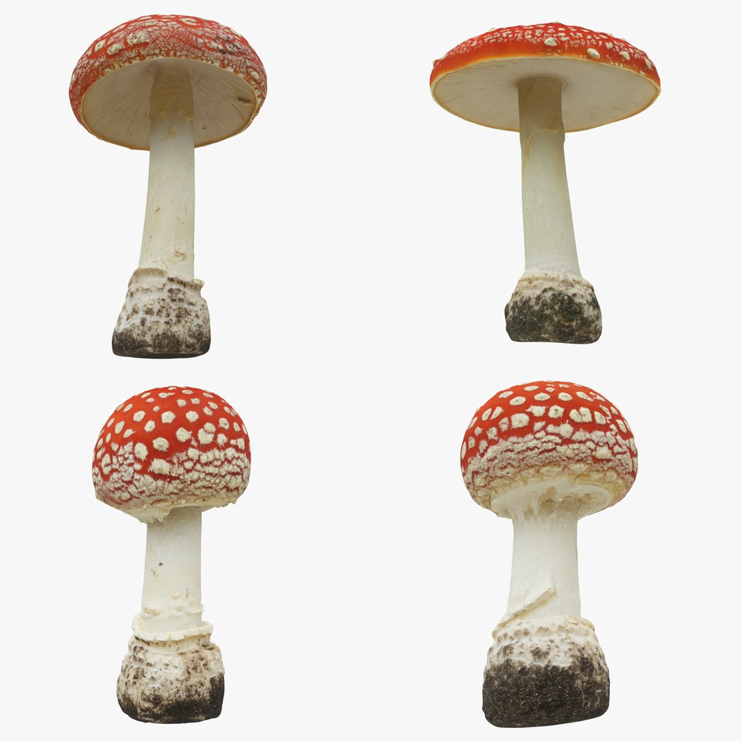 Toadstool Set 3D Model - TurboSquid 1805680