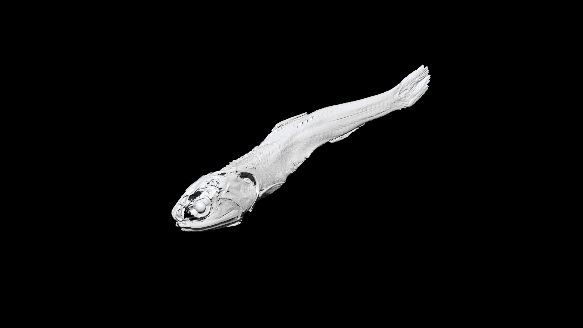 Niboshi fish 1 3D CT scan 3D - TurboSquid 1813734