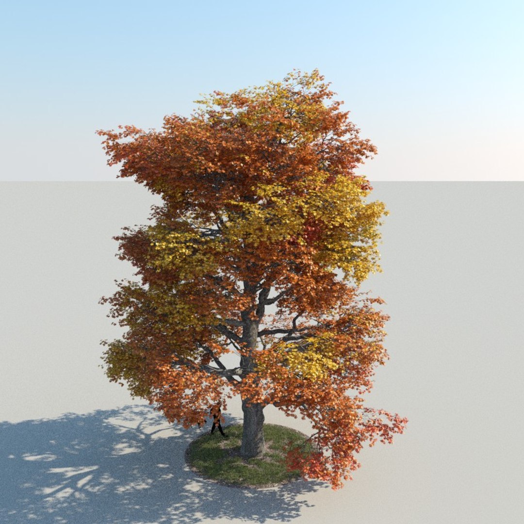 x realistic maple tree autumn