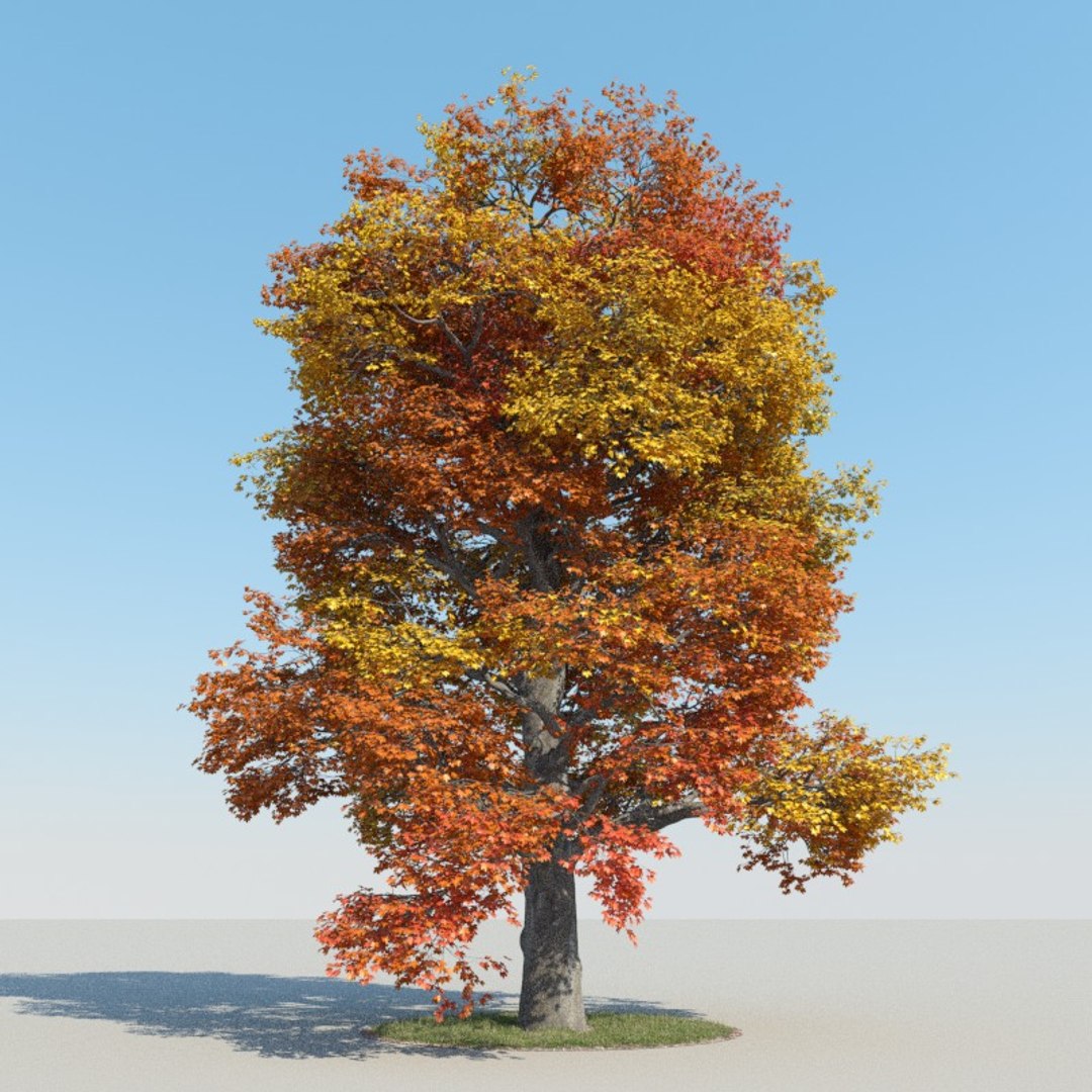 x realistic maple tree autumn
