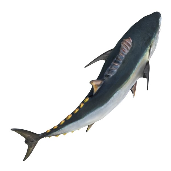tuna fish pose 2 3d model