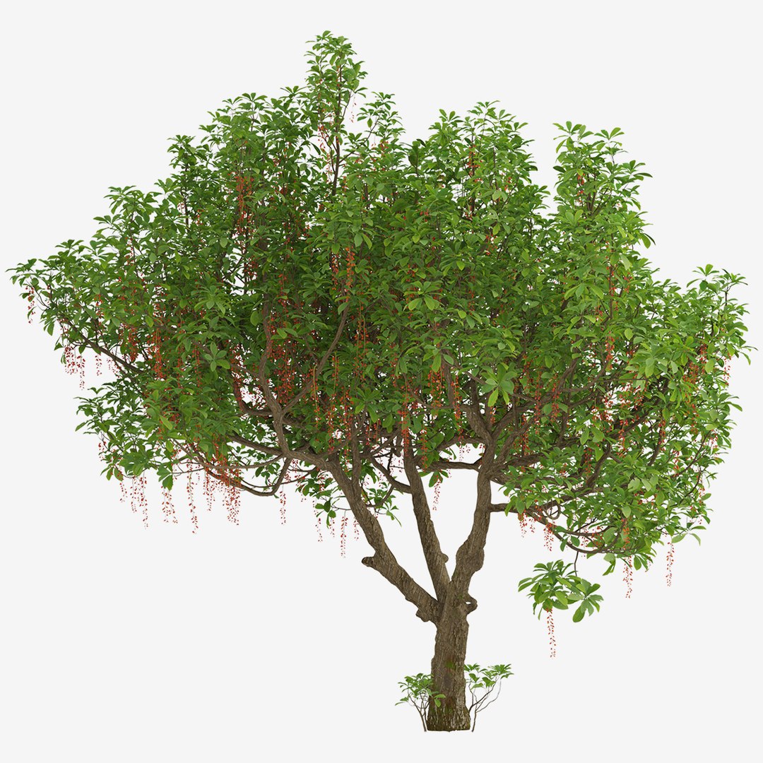 Set Of Barringtonia Acutangula Or Itchy Tree - 2 Trees 3D Model ...