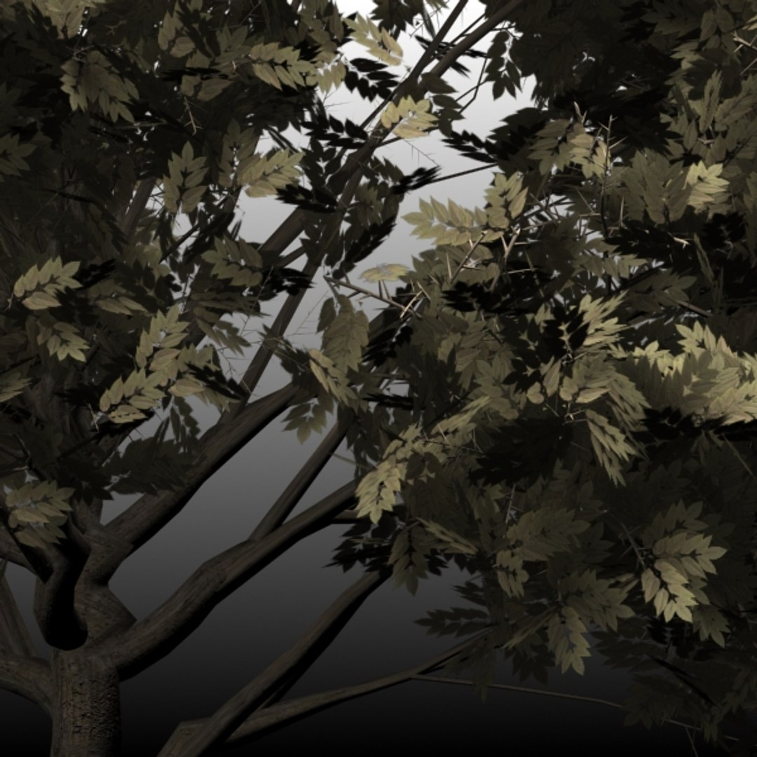 Ash Trees 3d Model
