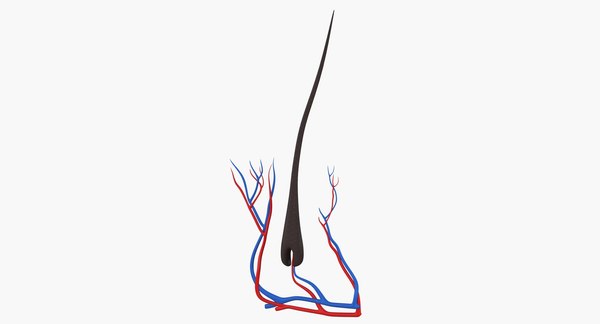 Structure human hair 3D model - TurboSquid 1328492