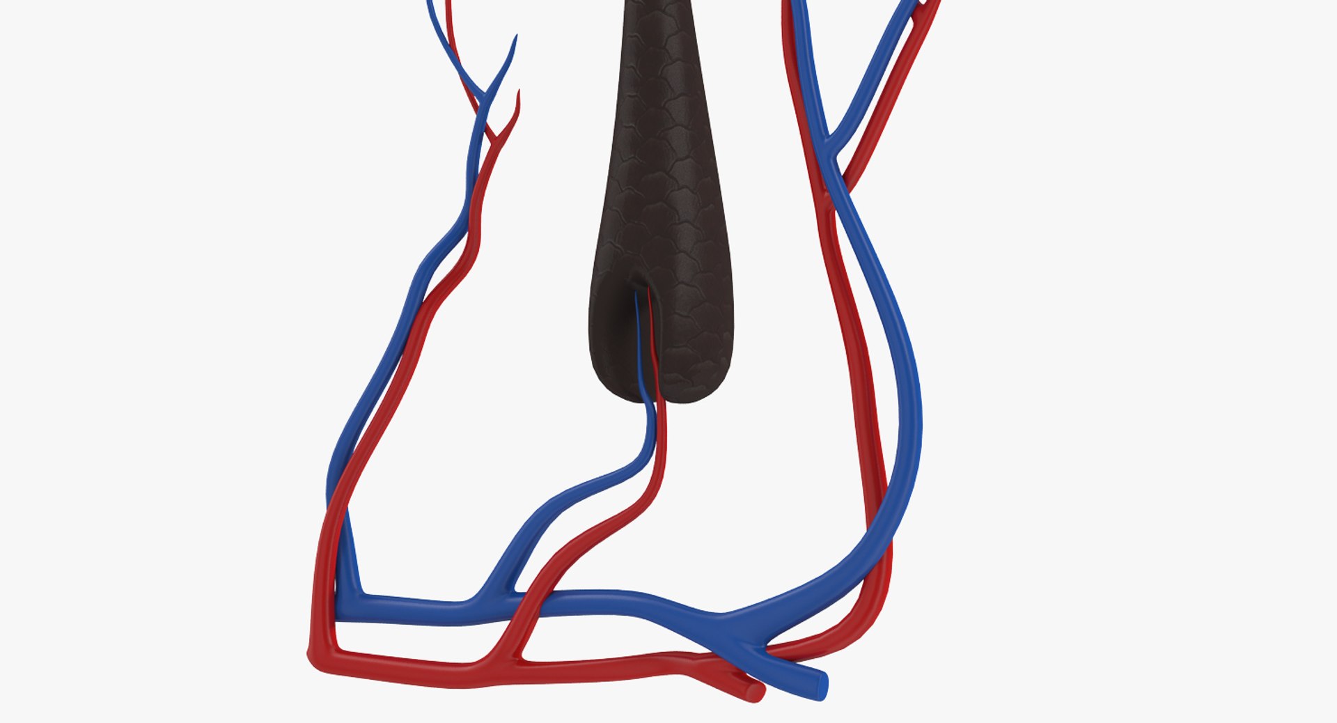 Structure Human Hair 3D Model - TurboSquid 1328492