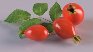Rose Hip 3D Models for Download | TurboSquid