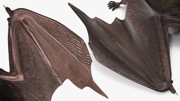 3D Black Bat Pose Fur model - TurboSquid 1856507