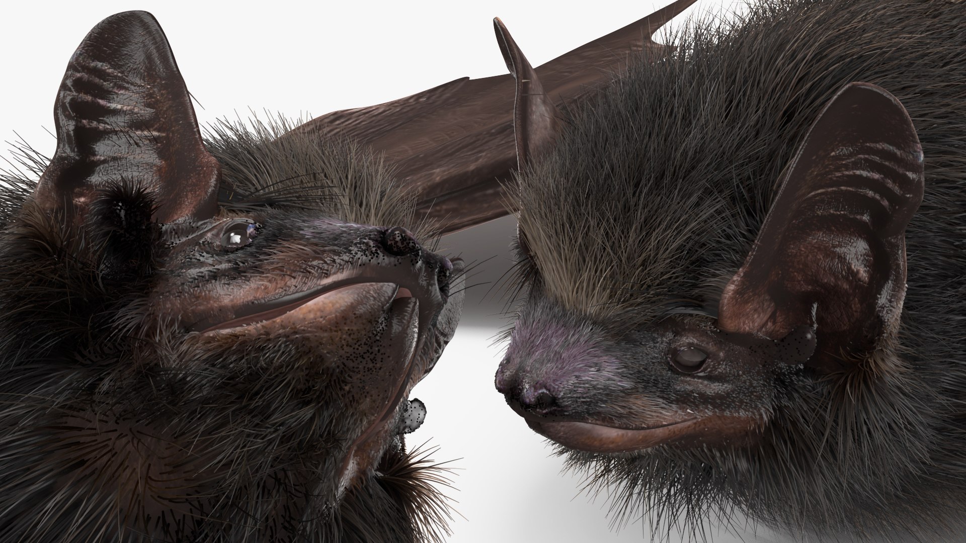 3D Black Bat Pose Fur Model - TurboSquid 1856507