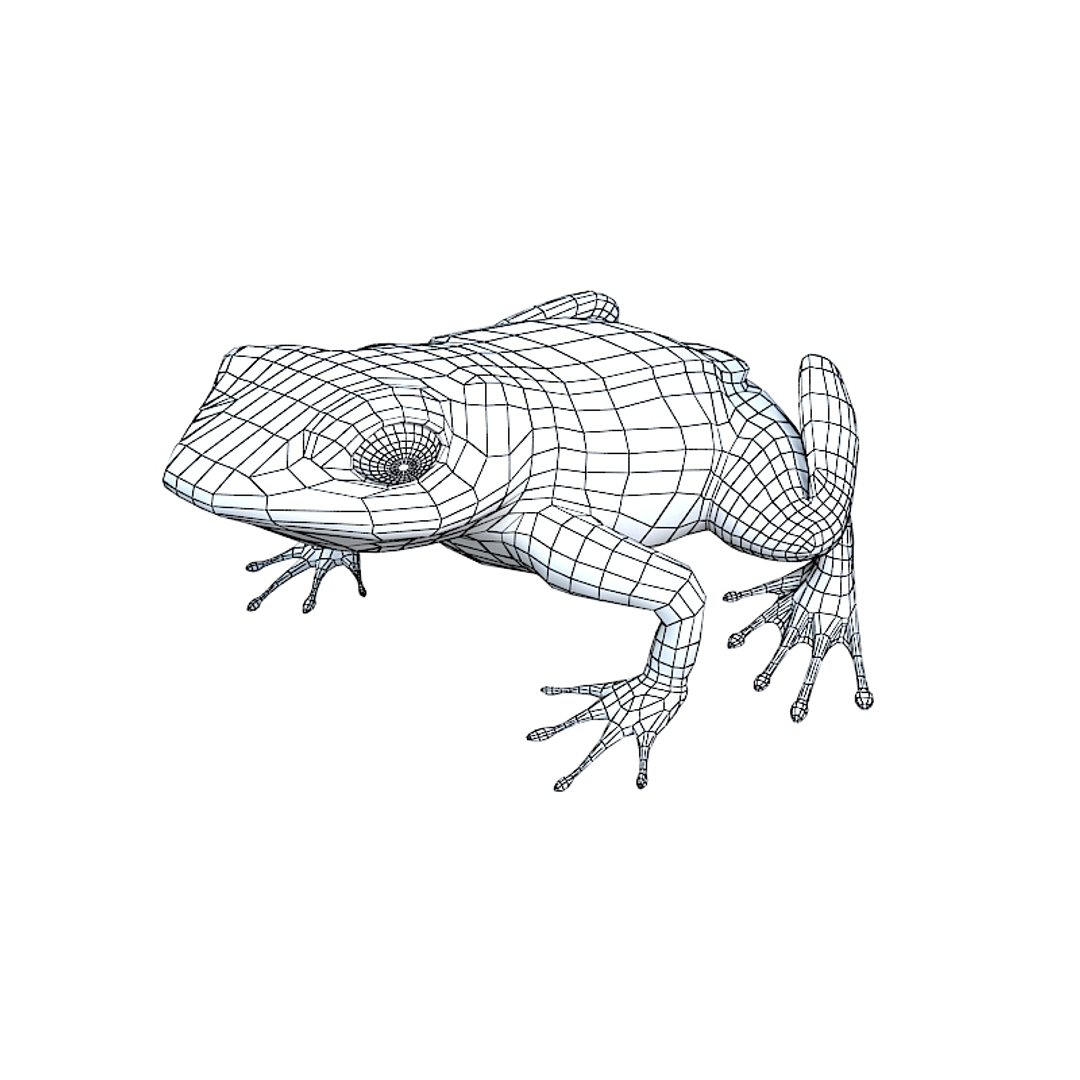 3d atelopus frog model