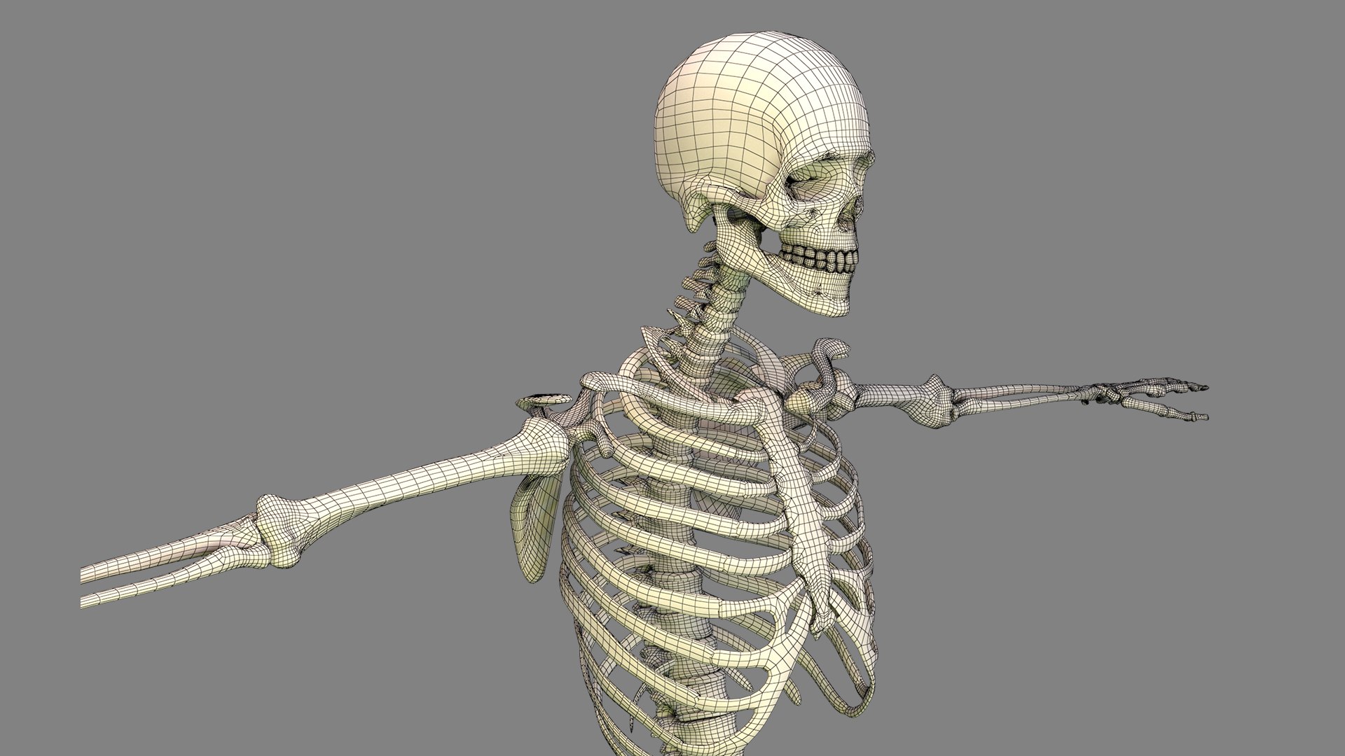 3D Skeletal Anatomy - TurboSquid 1837250
