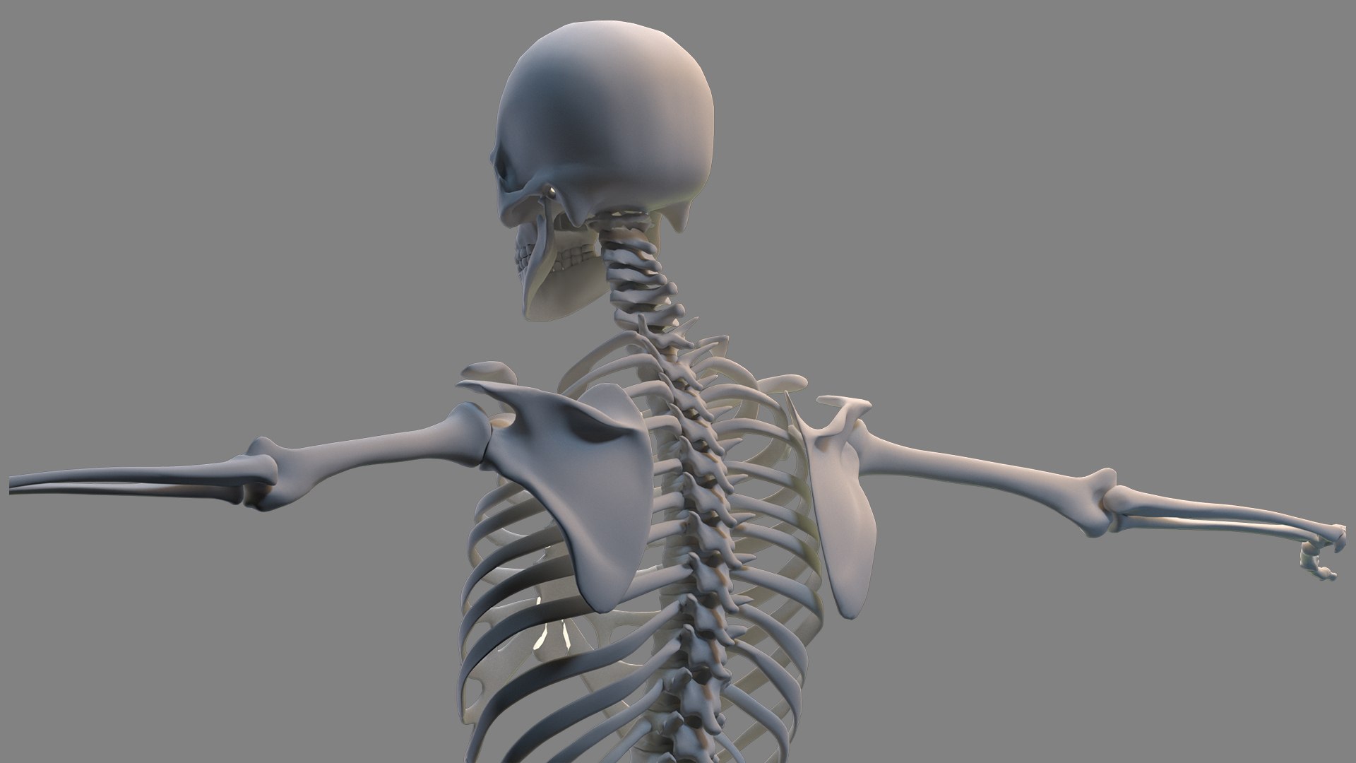 3D Skeletal Anatomy - TurboSquid 1837250