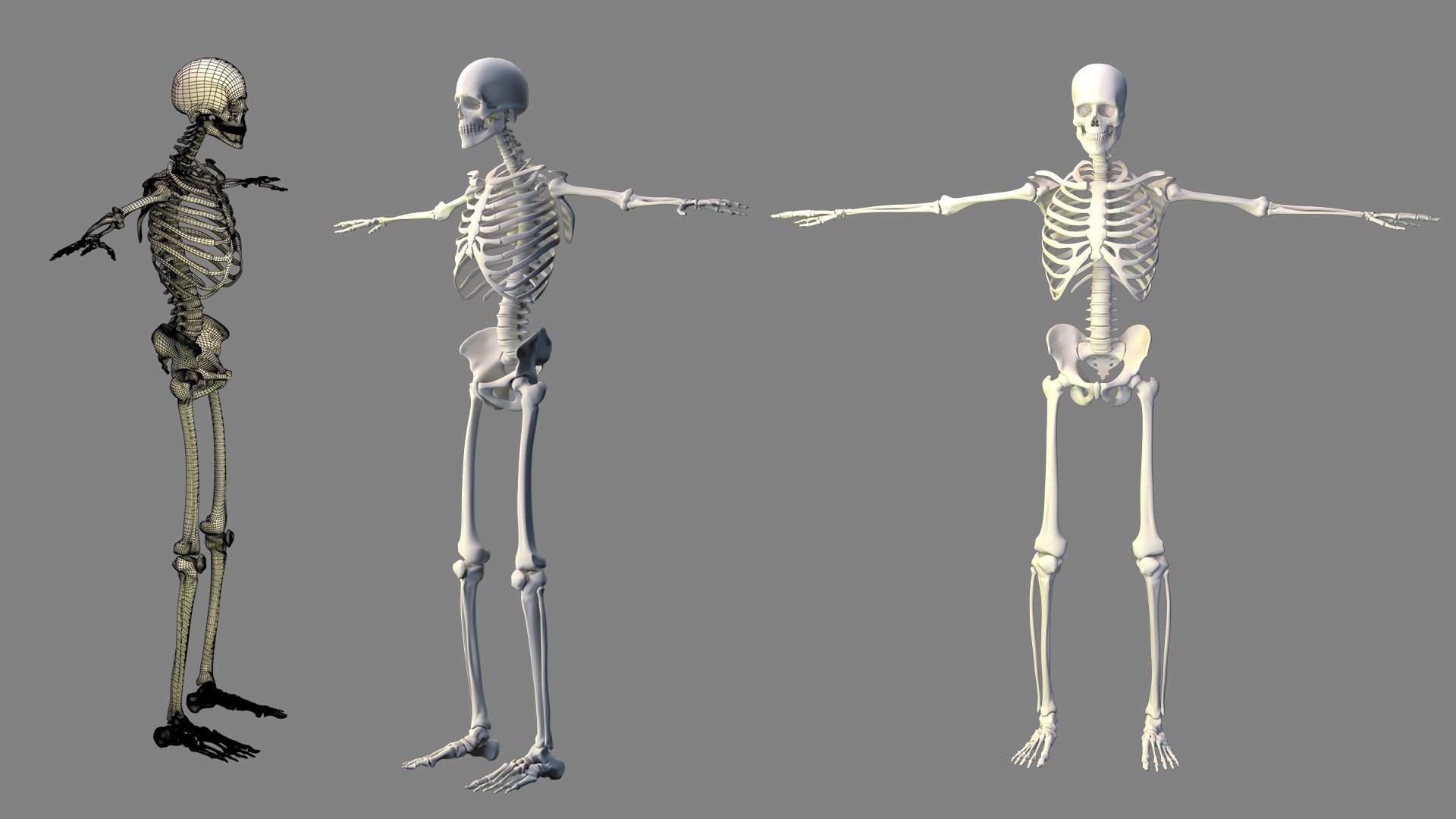 3D Skeletal Anatomy - TurboSquid 1837250