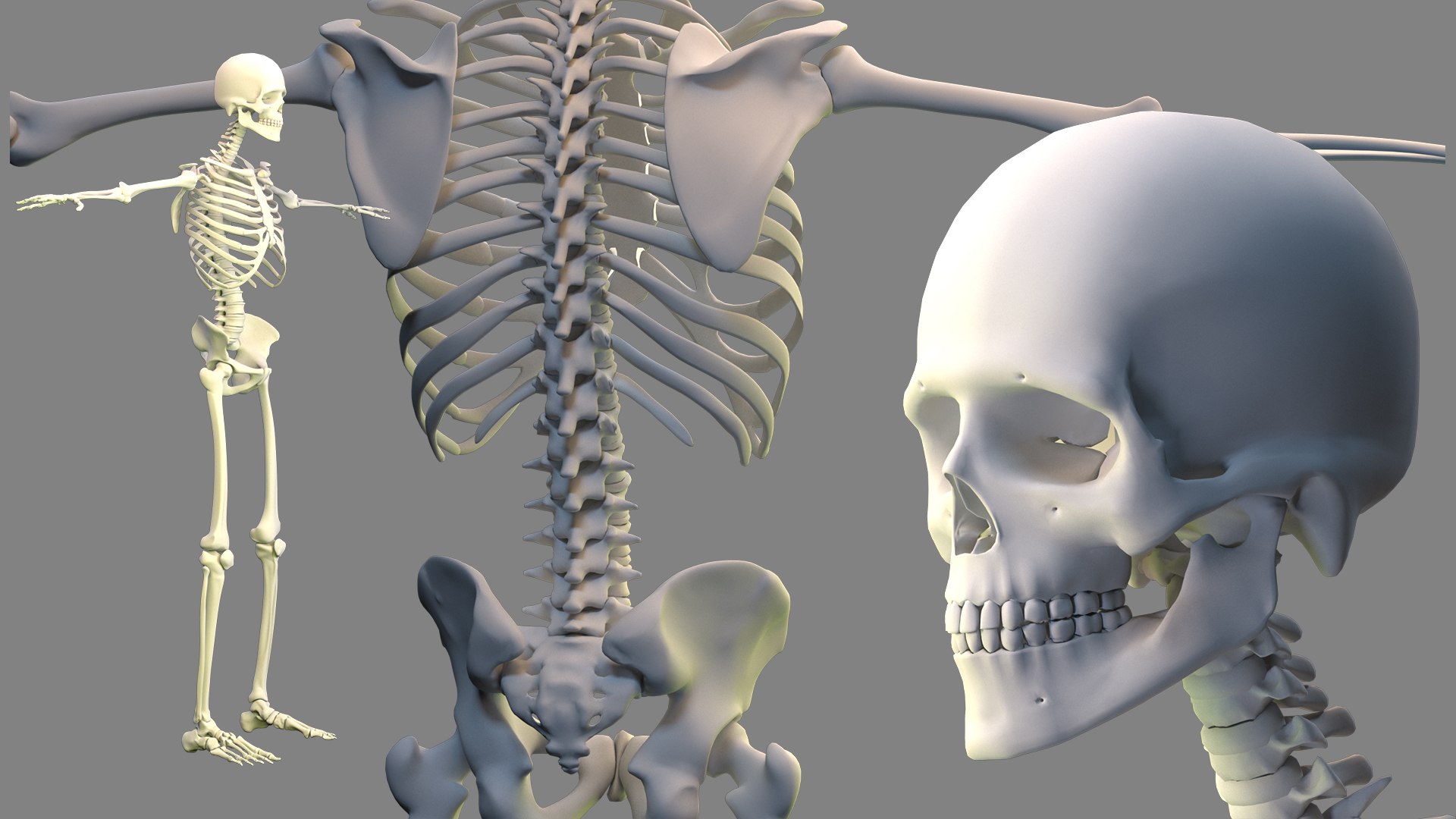 3D Skeletal Anatomy - TurboSquid 1837250