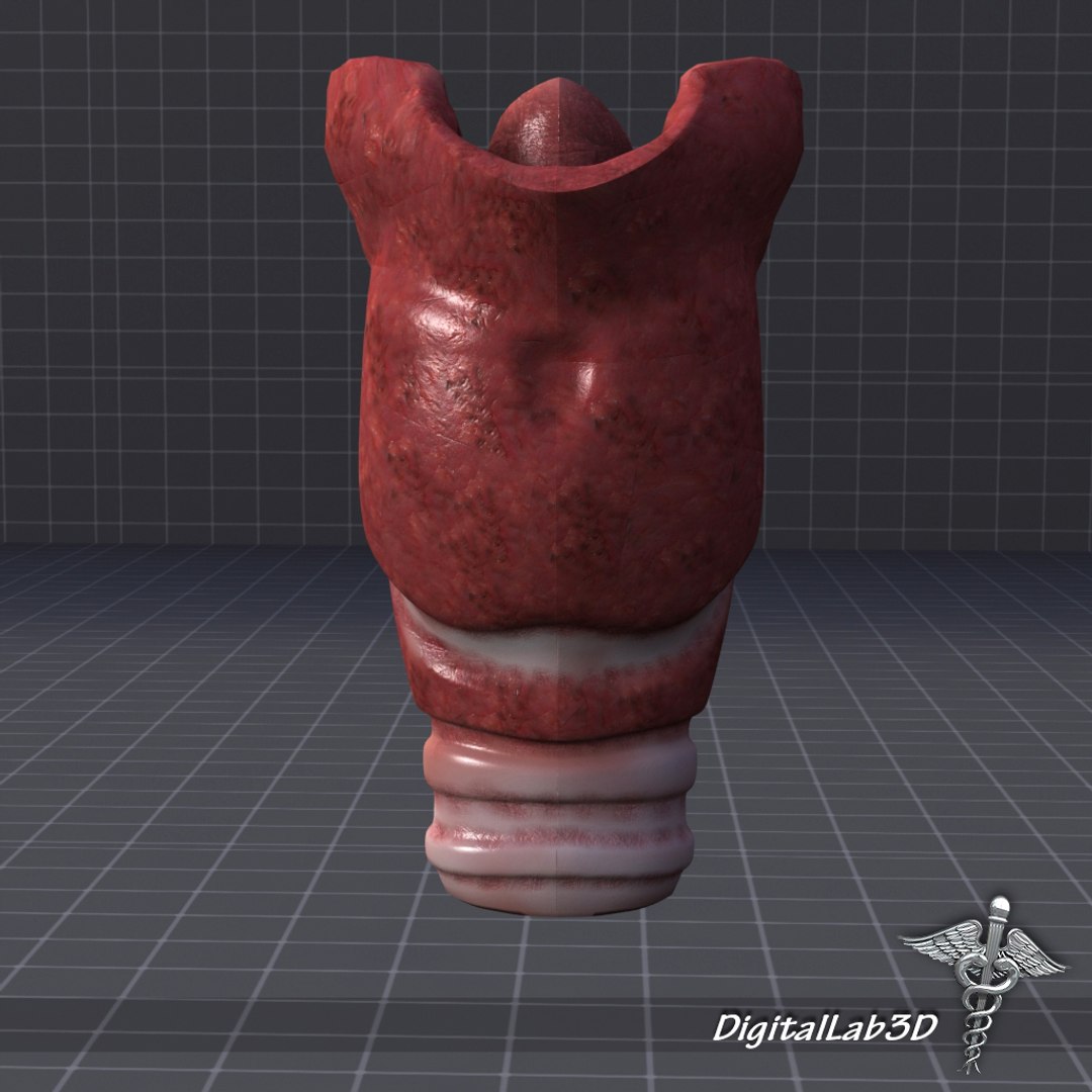 Larynx Throat 3d Model