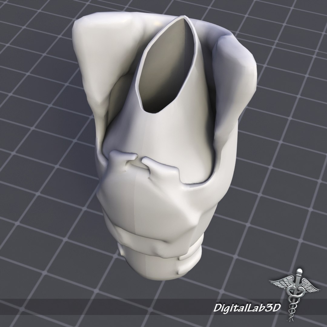 Larynx Throat 3d Model