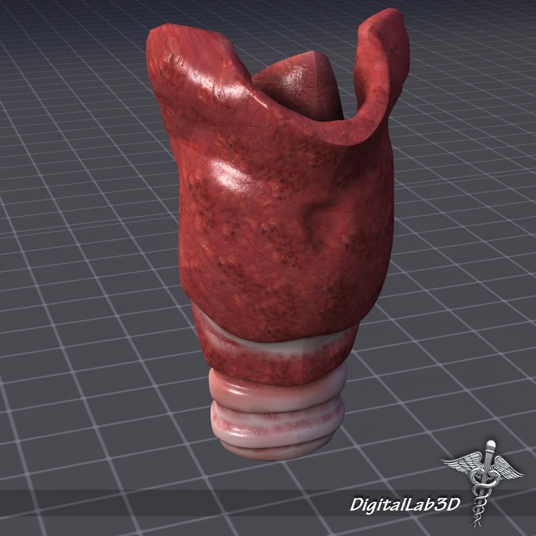 Larynx Throat 3d Model