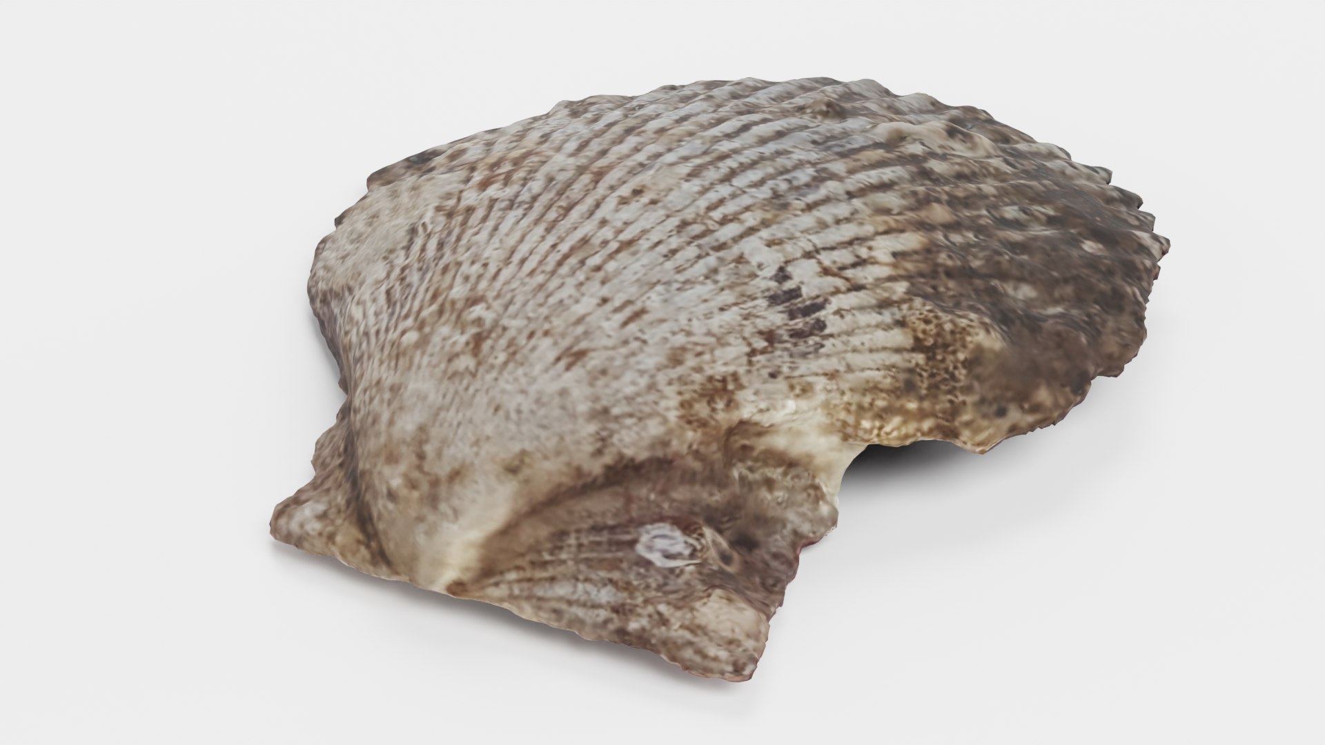 3D Shell Dark Model - TurboSquid 2049556