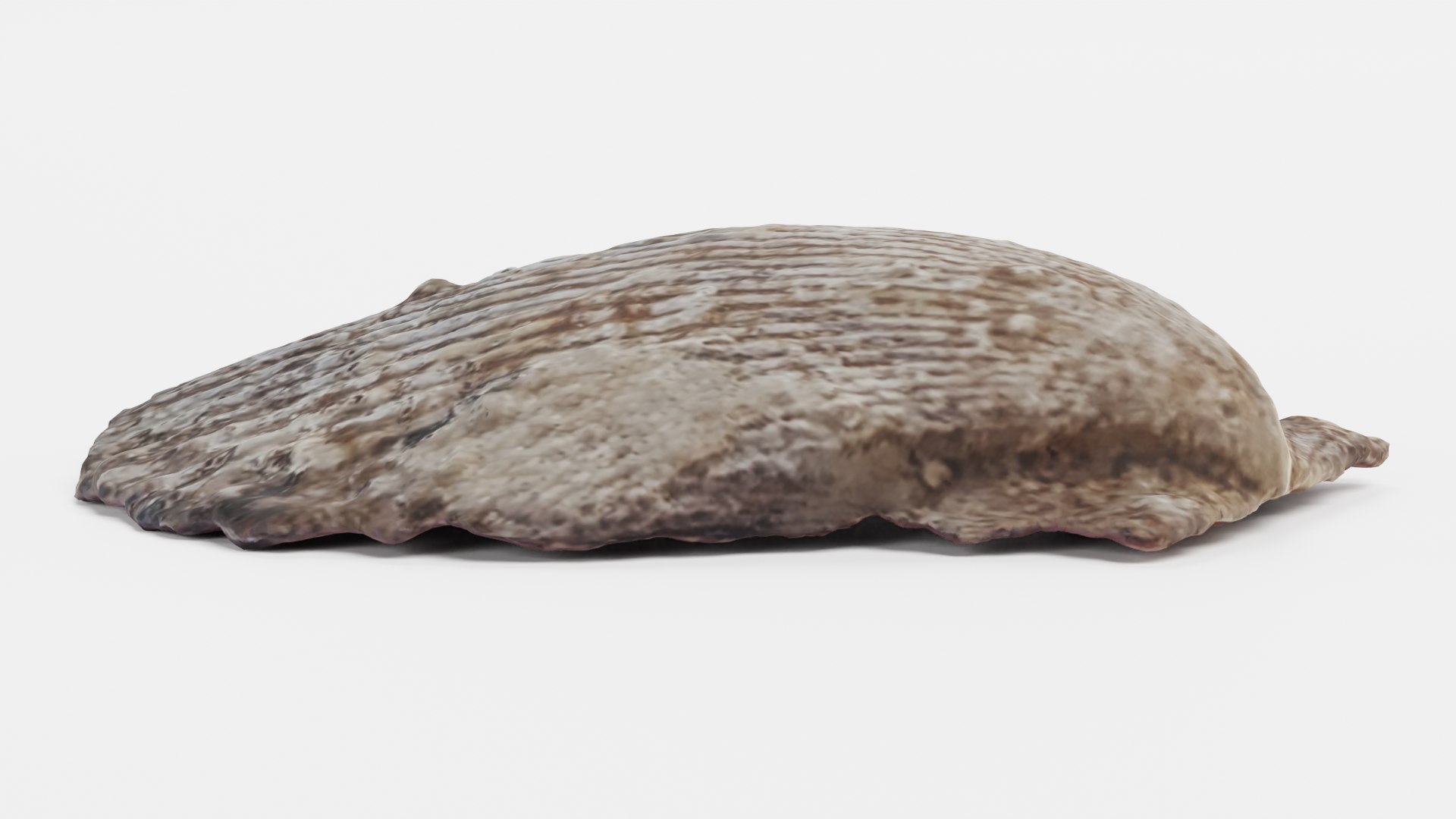 3D Shell Dark Model - TurboSquid 2049556