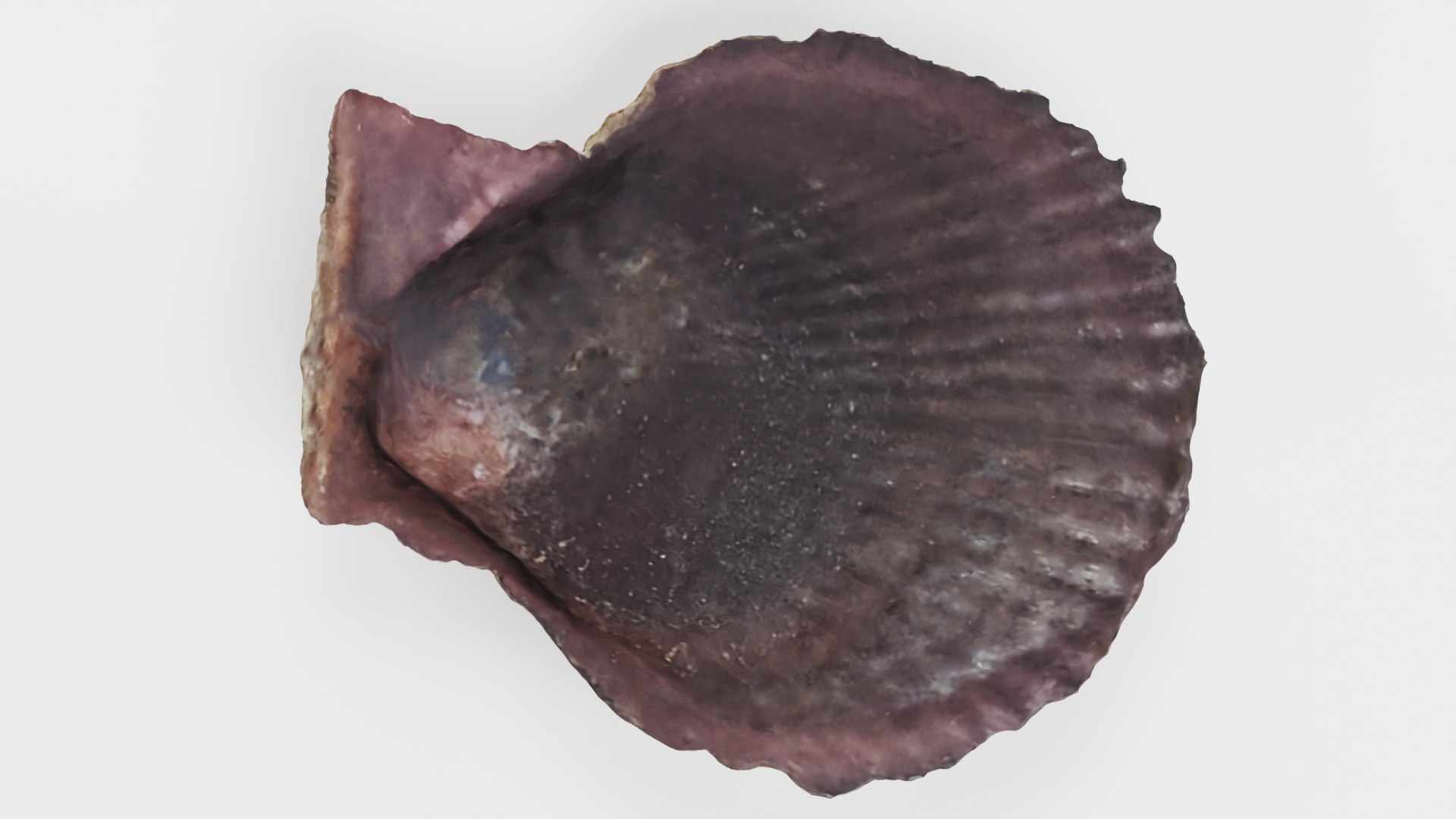 3D Shell Dark Model - TurboSquid 2049556