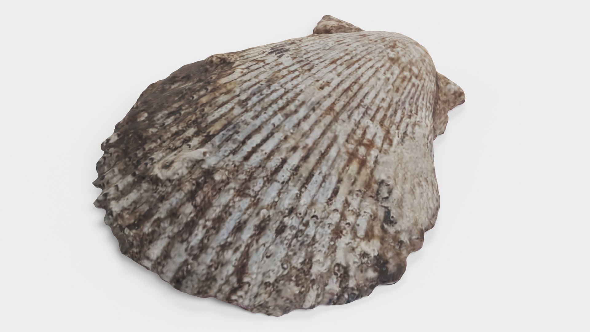 3D Shell Dark Model - TurboSquid 2049556