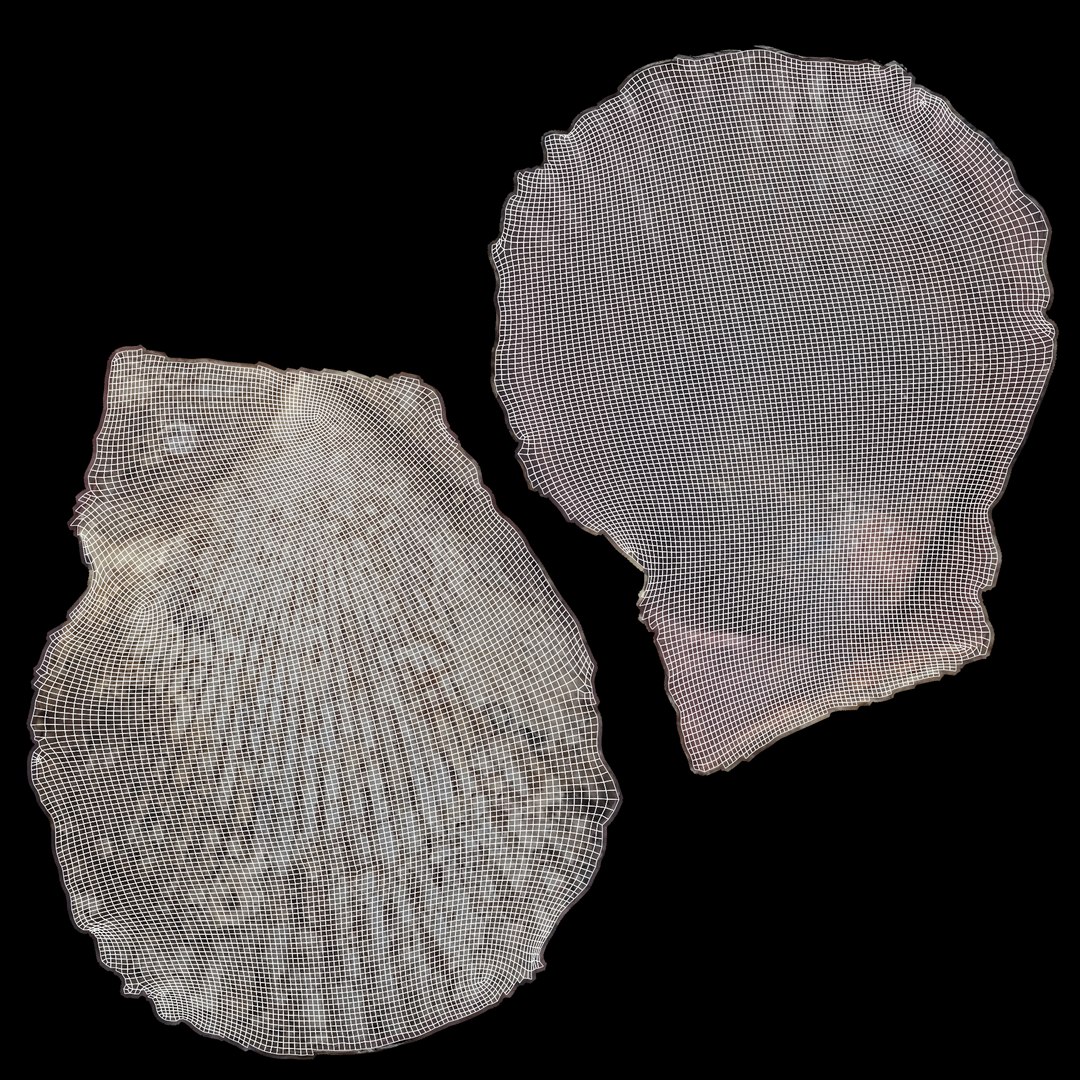 3D Shell Dark Model - TurboSquid 2049556