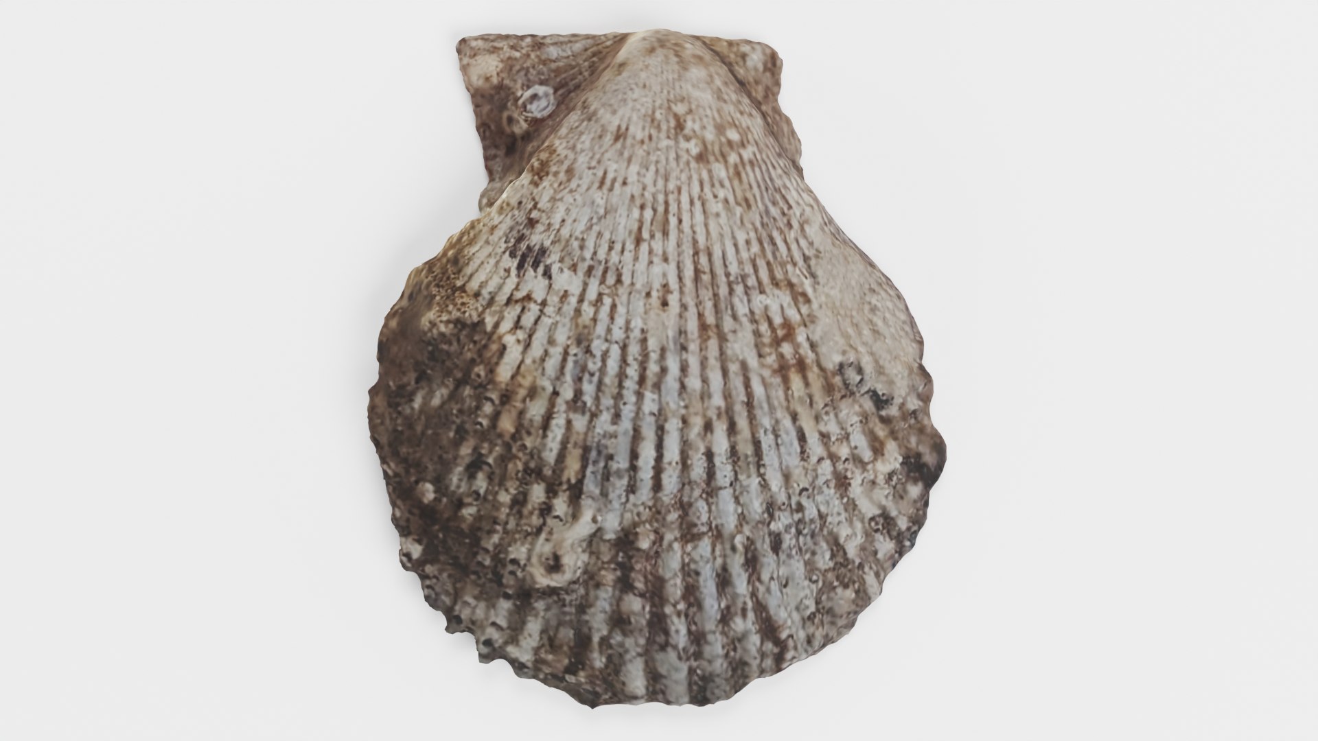 3D Shell Dark Model - TurboSquid 2049556