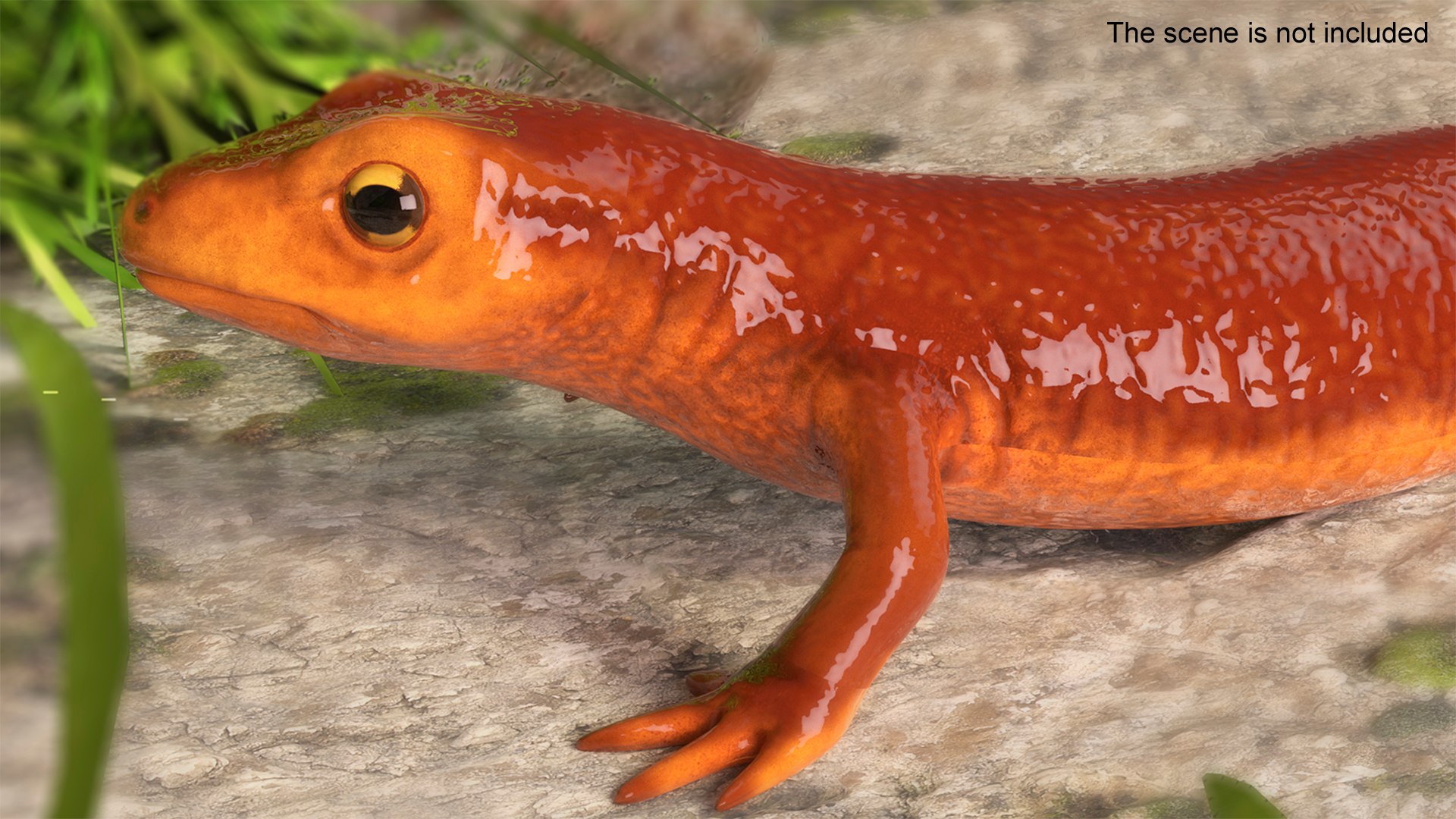 Sierra Newt Crawling Pose Model - TurboSquid 2143598