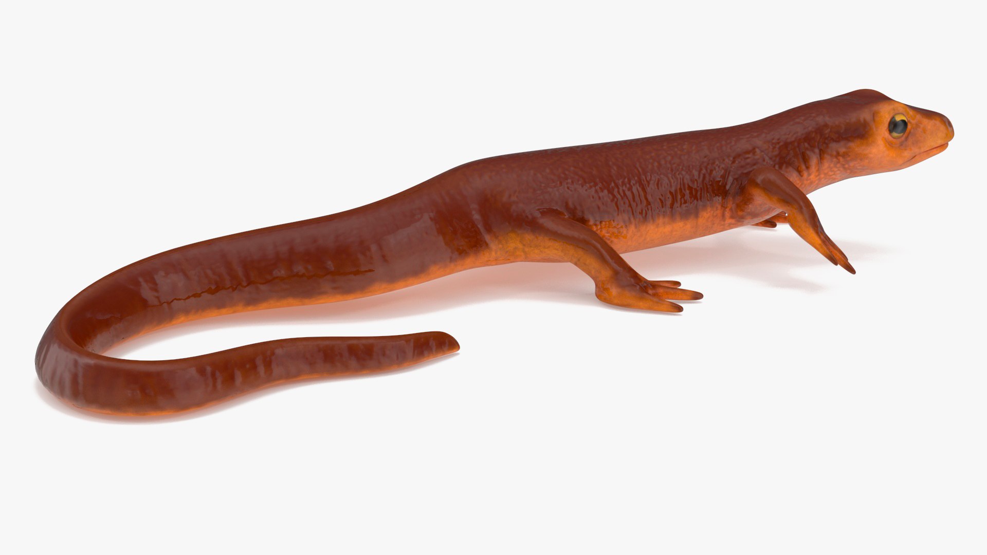 Sierra Newt Crawling Pose model - TurboSquid 2143598