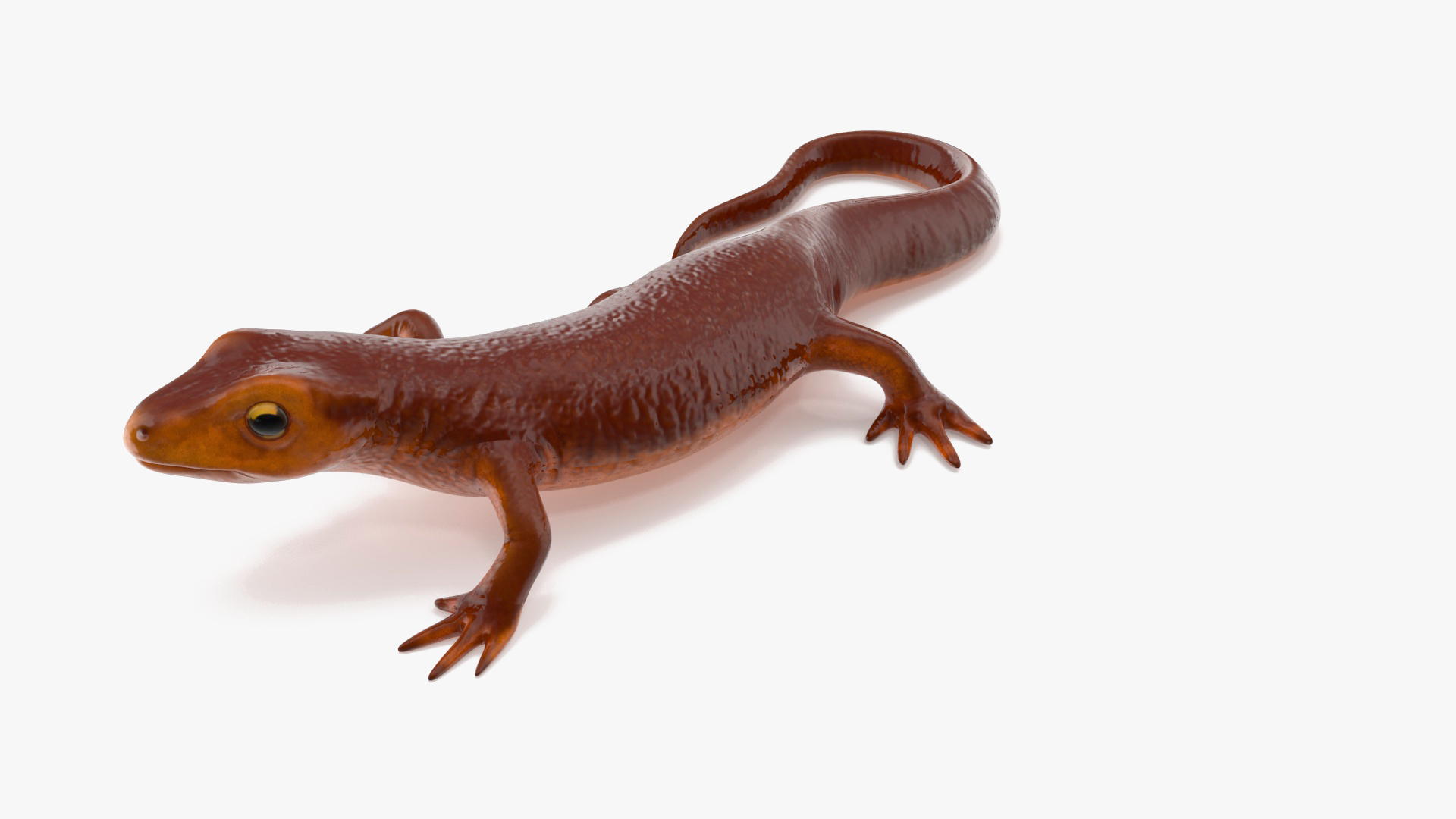 Sierra Newt Crawling Pose Model - TurboSquid 2143598