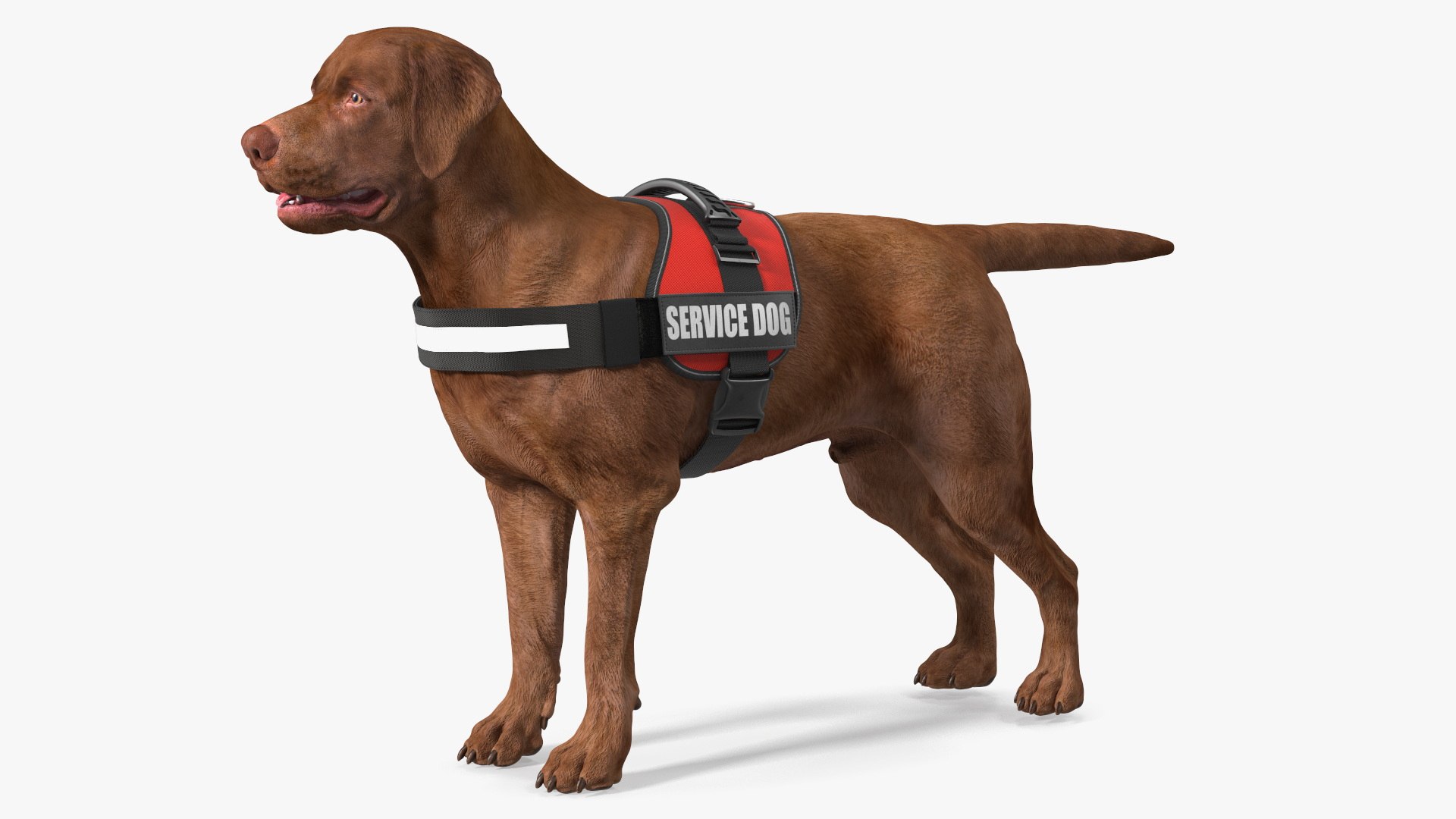 Service Dog With Harness Fur 3D Model - TurboSquid 2197310