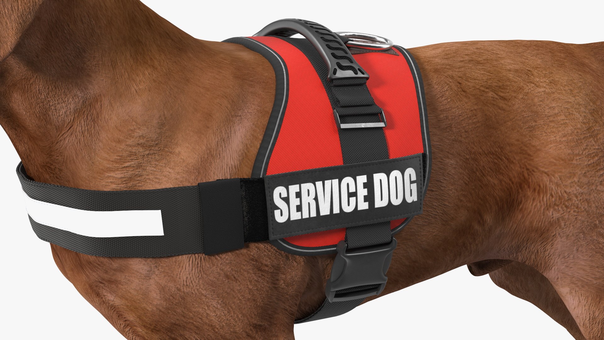 Service Dog With Harness Fur 3D Model - TurboSquid 2197310