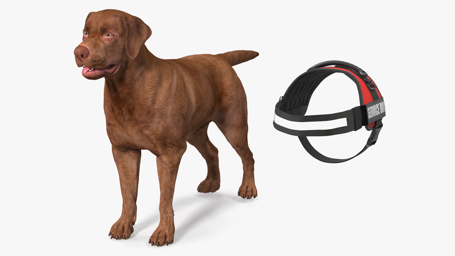 Service Dog With Harness Fur 3D Model - TurboSquid 2197310
