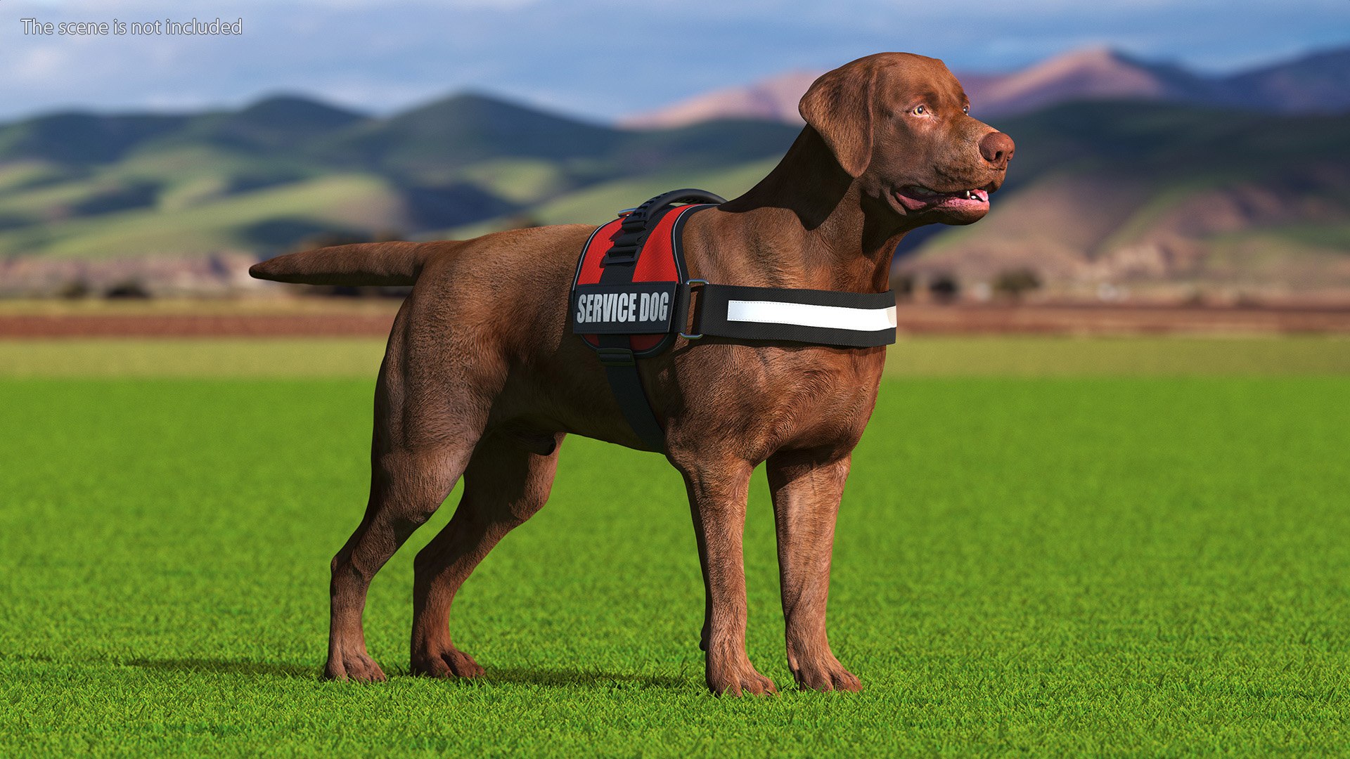 Service Dog With Harness Fur 3D Model - TurboSquid 2197310