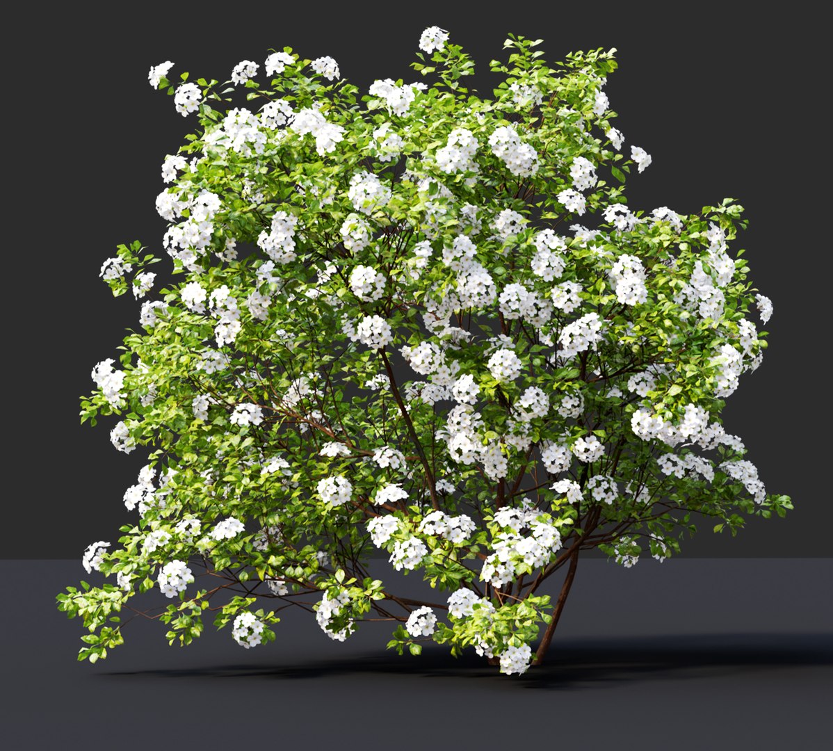 3D Spiraea Betulifolia Tor - TurboSquid 1946890