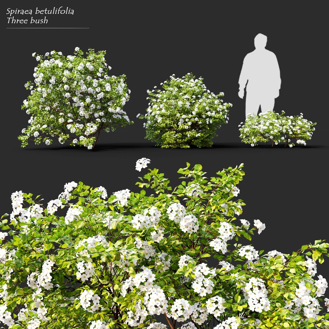 3D Spiraea Betulifolia Tor - TurboSquid 1946890